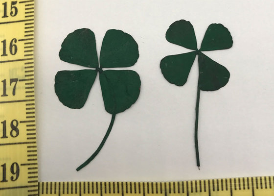 Original Green Clover Framed Pressed Flowers Medium Size For Wedding Card Gifts