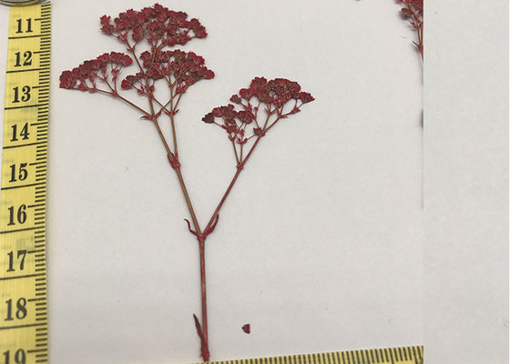 Red Baby Breath Framed Pressed Flowers True Plant For DIY Candle Ornaments