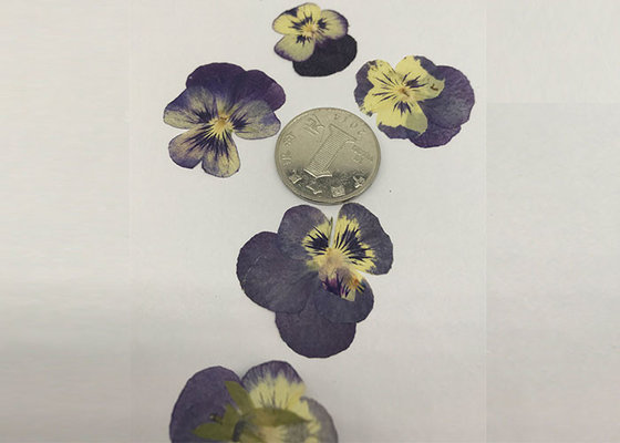 Dark Purple Pansy Framed Pressed Flowers True Flower For Decorative Picture Frame