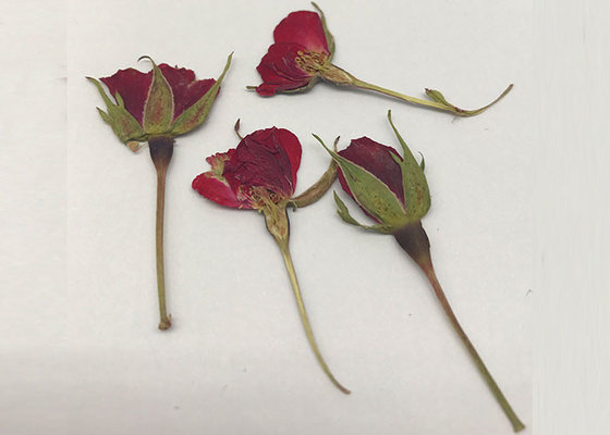 Graduation / Party Red Rose Dry Flower , DIY Pressed Flowers In Glass Frames
