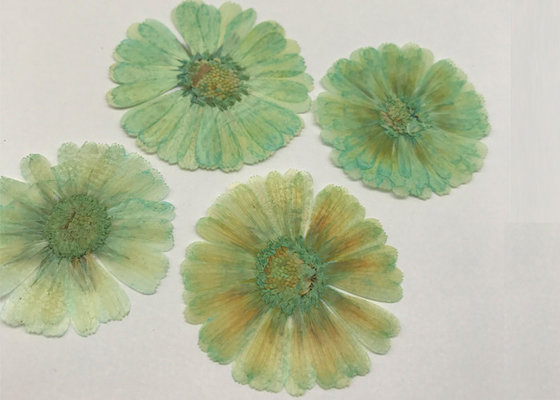 Mint Green Marigold Real Pressed Flowers For Home Decoration Materials