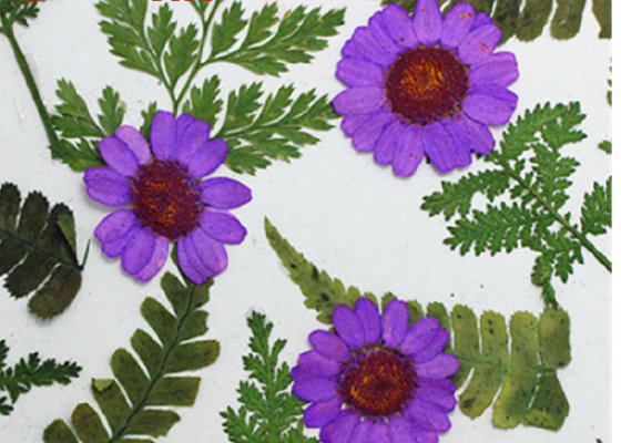 Chrysanthemum Real Pressed Flowers Material Specimens For DIY Art Paper Decoration