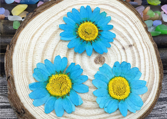 Chrysanthemum Real Pressed Flowers Material Specimens For DIY Art Paper Decoration