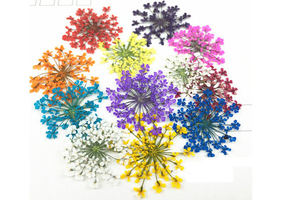 Mixed Color Minoan Lace Real Pressed Flowers Diameter 25MM For Crystal Epoxy Jewelry