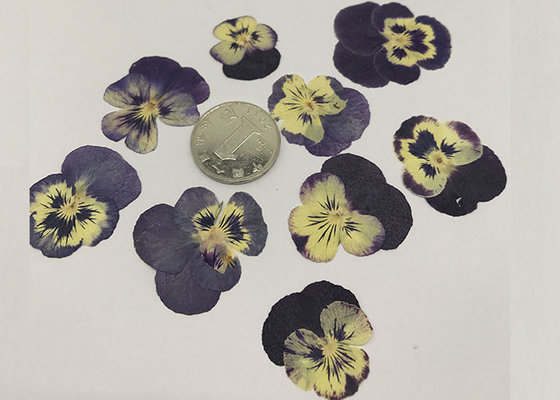 Purple Pansy Real Pressed Flowers True Plant Material For Press Picture Ornaments