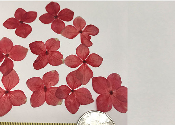 Art Paper Ornament Real Pressed Flowers Red Hydrangea For Birthday Card Material