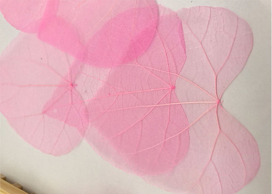 Pink Heart Shape Leaves Real Pressed Flowers Diameter 5 - 7 CM For Bookmark Decoration
