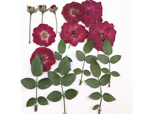 Red Rose Real Pressed Flowers Diameter 3 CM For Valentine'S Day Holidays