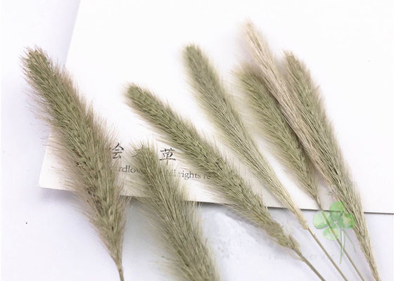 Original Wild Grass Weed Large Pressed Flowers For Aroma Wax Candles