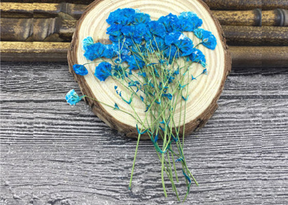 DIY Handmade Long Dried Flowers , Babys Breath Materials Real Dried Flowers