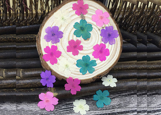 Handmade Dye Verbena Real Pressed Flowers Color Optional For Specimens Plant