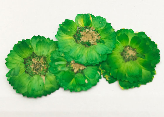Dye Green Dried Flowers , Dried Daisy Flowers For Epoxy Recycled Flowers