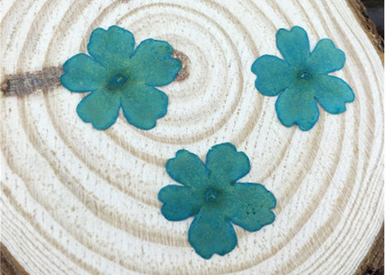Class A Blue Verbena Small Dried Flowers Raw Material For Nail Beauty