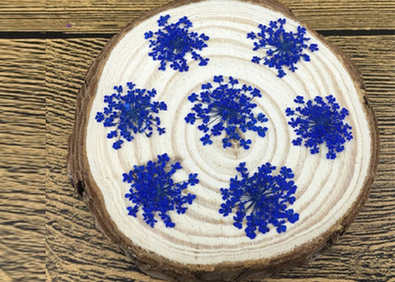 Raw Material Small Dried Blue Flowers / Lace Flowers For Glass Decoration