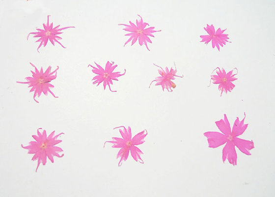 Star Shape Phlox Small Dried Flowers 100Pcs Specimens Material For Nail Ornaments