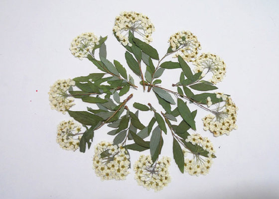 Eternal Small Dried Flowers Specimens Material For Kindergarten Teaching Props