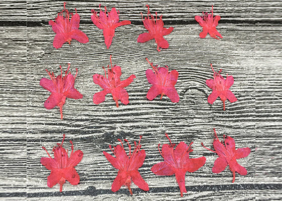 Beautiful Azaleas Dried Yellow Flowers , DIY Pressed Flowers For Wedding Decoration