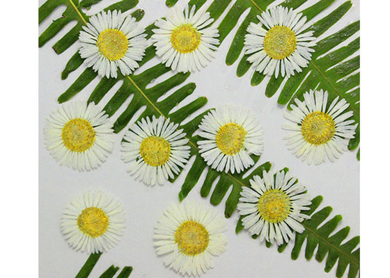 Needle Chrysanthemum Small Dried Flowers 6 Different Colors For Epoxy Handsets / Postcards