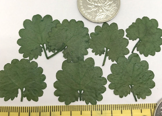 Green Coffin Leaves Small Dried Flowers Diameter 2CM For Handsets Beauty