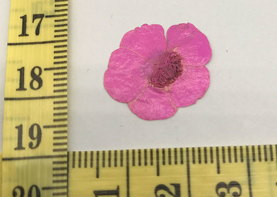 Pink Color Small Dried Flowers Buttercup For Nail / Postcard Decoration