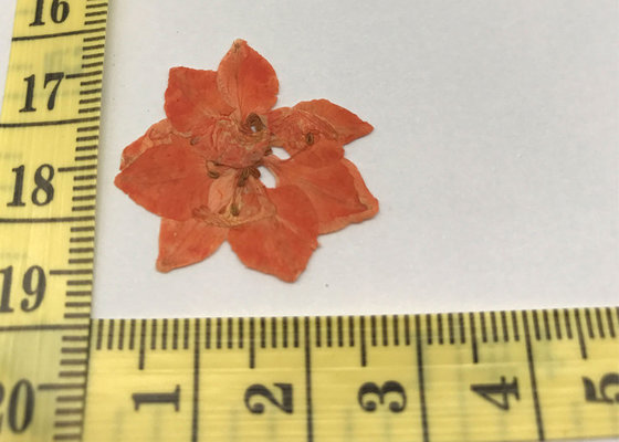 Dye Dried Larkspur Flowers , Grade A Dried Orange Blossom Flowers For Nails Art