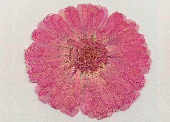 Home Decoration Dried Calendula Flowers , Dried Pink Flowers For Wall Painting