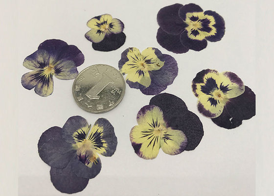 Garden Pansy Small Dried Flowers 2.5CM Purple Color For Wall Painting Raw Materials
