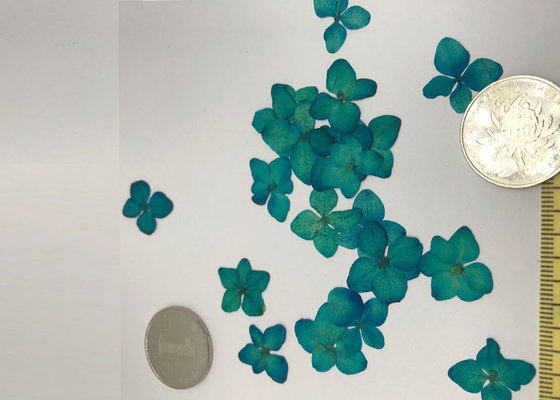 Dye Blue Pressed Flowers , Drying Hydrangea Flowers For Nail / Art Paper Decor