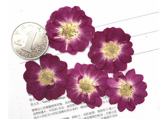 Diameter 3.5CM Red Dried Flowers , Dry Rose Flower For Valentines Day Party