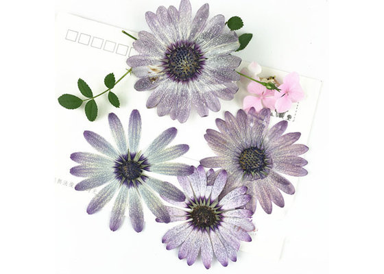 Diameter 5 Cm Dried Marigold Flowers , Dried Purple Flowers For Wedding / Christmas