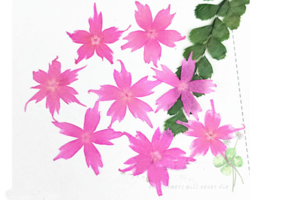 Different Color Phlox Natural Dried Flowers Raw Material For Postcard Decoration