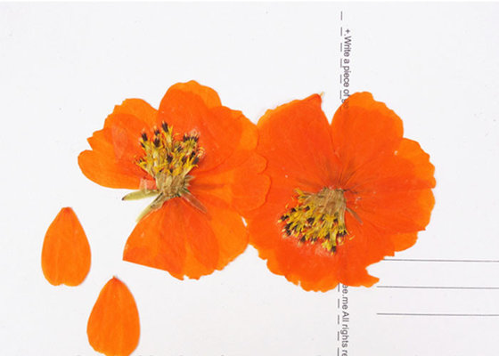 Orange Cosmos Real Dried Flowers Diameter 5CM Natural Plants For Handsets Case