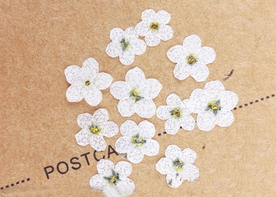 Natural Plants Mini Dried Flowers , Blue Pressed Flowers For DIY Cell Phone Case