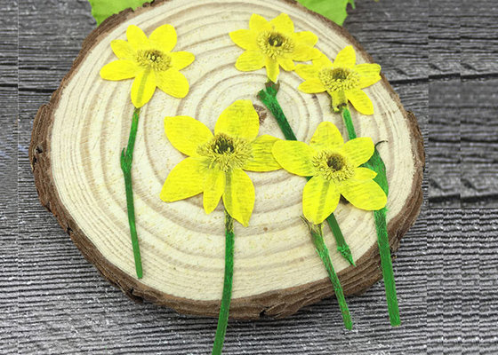 Small Hand Pressed Flowers  , Dried White Flowers For DIY Ornaments Gems
