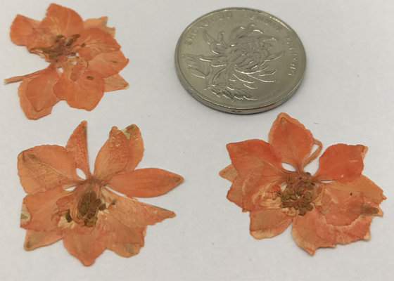 Dye Orange Larkspur Real Dried Flowers Diameter 3CM For Card / Home Decoration