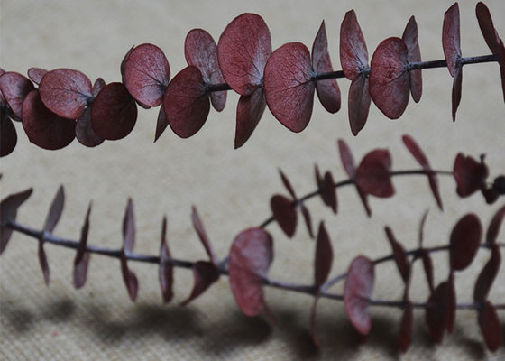 Multi Color Dried Eucalyptus Arrangements For Home Decoration Photography Props
