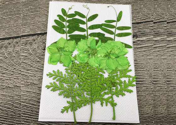 Flower / Leaf Mixed Pressed Flower Bouquet For Christmas Card Decoration