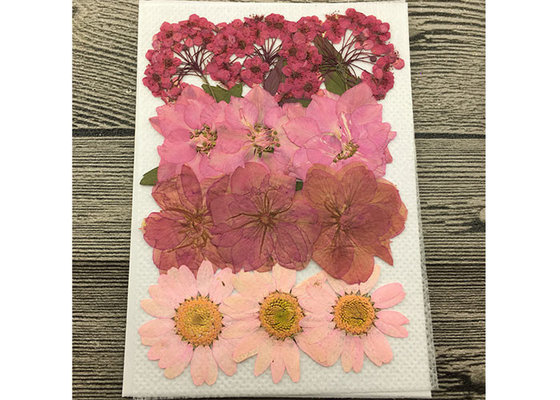 Fashion Pressed Flower Bouquet Home Ornaments For Manual Activity Material