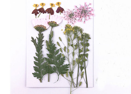 Cell Phone Case Decoration Pressed Flower Bouquet Plant Specimens Mixed Color