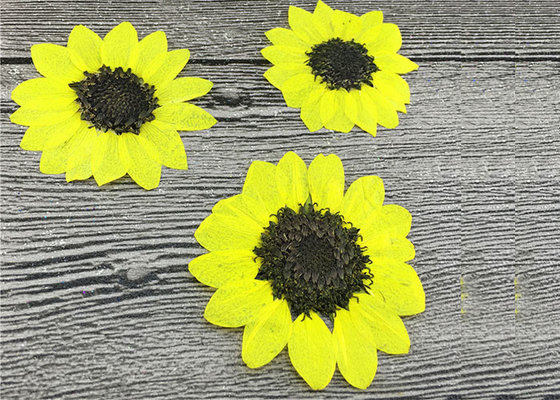 Beautiful Dried Flower Art Sun Flowers Diameter 5 CM For Postcard Handmade