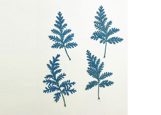 Decorative Pressed Leaves Art , Dried Plant Art For Candle Ornaments