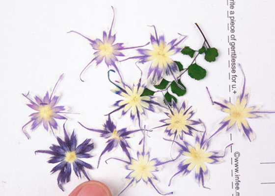 Original Color Dried Marigold Flowers , Pressed Plant Art For Plant Teaching Specimens