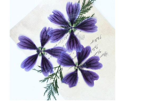 Dark Purple Dried Hollyhock Flowers , Pressed Flower Artwork For Aroma Wax Tablets