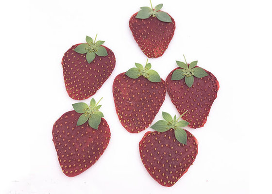 Fruit / Vegetable Specimens Dried Flower Art For Kindergarten Teaching Material