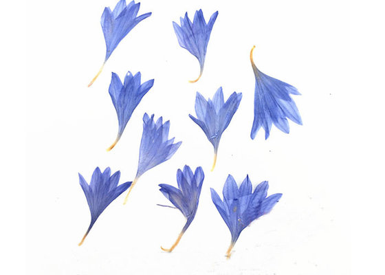 Blue Cornflower Dried Flower Wall Art Mini Size For DIY Epoxy Dry Flower Phone Shell