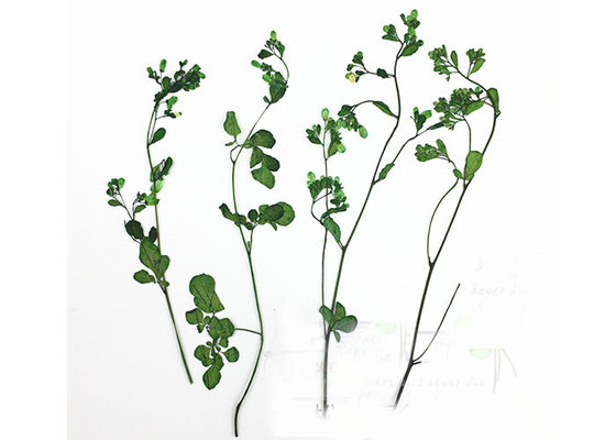 Leaves Dried Flower Petal Crafts Plant Specimens For DIY Crystal Epoxy Phone Case