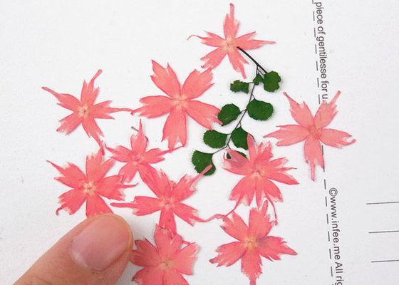 Star Shaped Phlox Dried Flower Petal Crafts For Nail / Gift Card Decoration