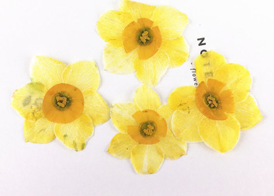 Dye Absorption Narcissus Small Dried Flowers 4CM Diameter For Epoxy Cell Phone
