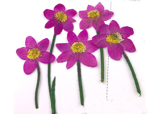 Unique Dried Flower Art Multi Color Teaching Specimens Plants For 3D Art Painting