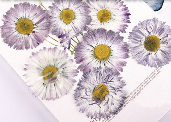 Daisy Large Pressed Flowers , Natural Plant Specimens Flat Dried Flowers